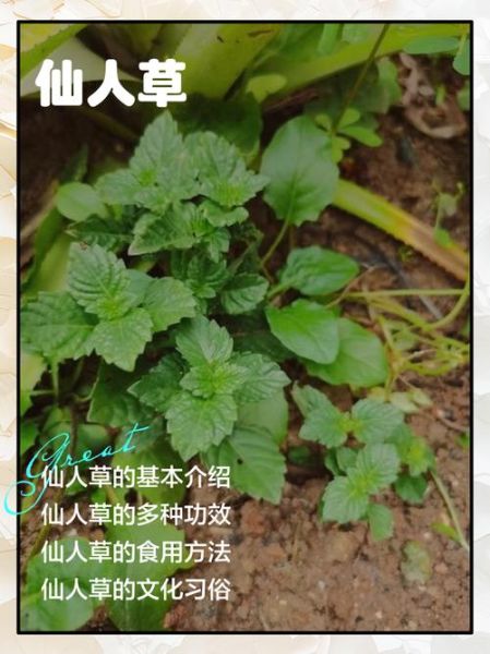 仙人草的功效与作用_仙人草怎么吃效果最好-第1张图片-山城妙识 仙人草的功效与作用_仙人草怎么吃效果最好-第1张图片-山城妙识