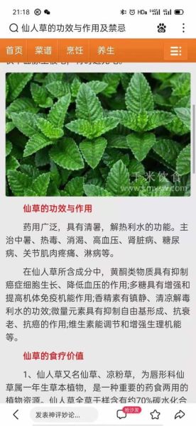 仙人草的功效与作用_仙人草怎么吃效果最好-第3张图片-山城妙识 仙人草的功效与作用_仙人草怎么吃效果最好-第3张图片-山城妙识