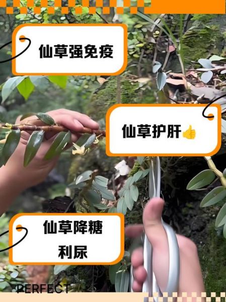 仙人草的功效与作用_仙人草怎么吃效果最好-第2张图片-山城妙识 仙人草的功效与作用_仙人草怎么吃效果最好-第2张图片-山城妙识