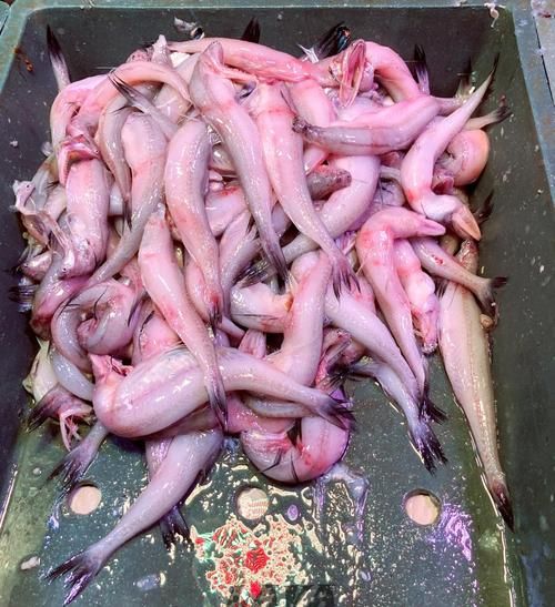 豆腐鱼有刺吗_豆腐鱼刺多不多-第1张图片-山城妙识