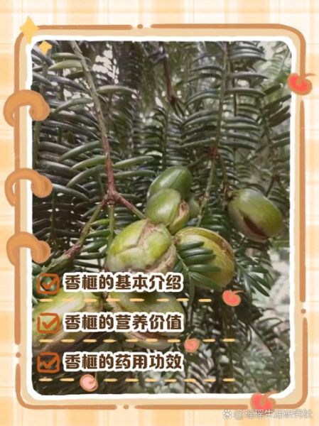 香榧是什么味道_香榧口感如何-第1张图片-山城妙识