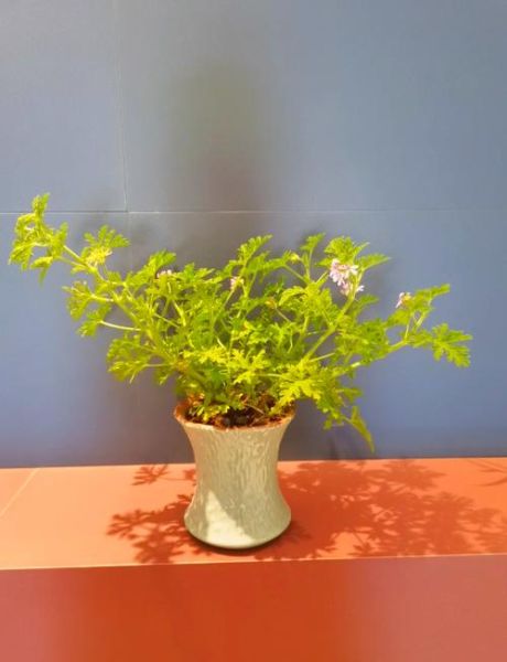 香叶天竺葵能驱蚊吗_香叶天竺葵驱蚊效果好吗-第1张图片-山城妙识