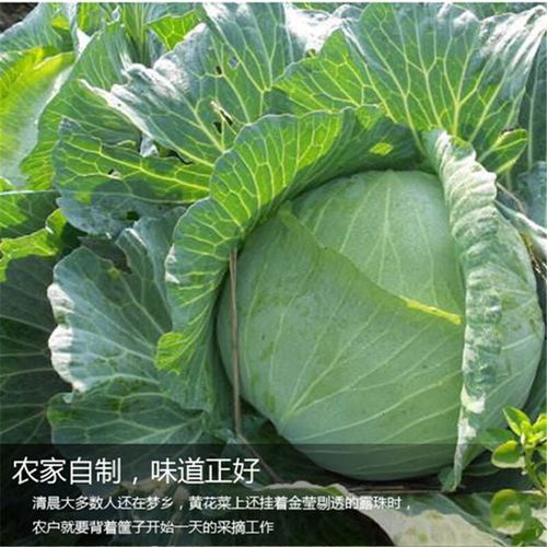 高丽菜是卷心菜吗_区别与营养价值对比-第2张图片-山城妙识