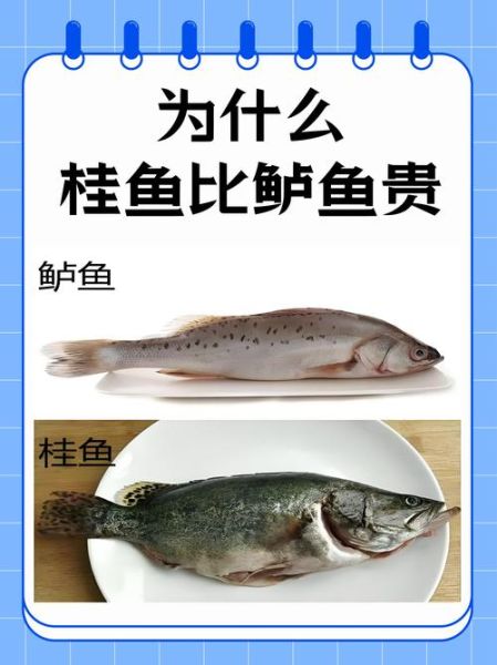 鳜鱼肥读音怎么读_鳜鱼肥拼音是什么-第2张图片-山城妙识