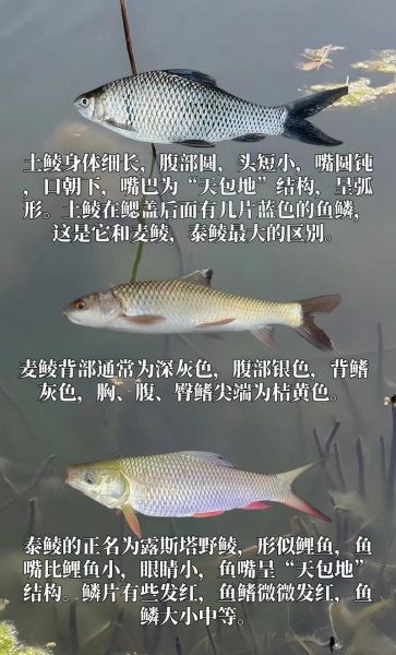 鲴鱼种类有哪些_如何区分四种常见鲴鱼-第1张图片-山城妙识