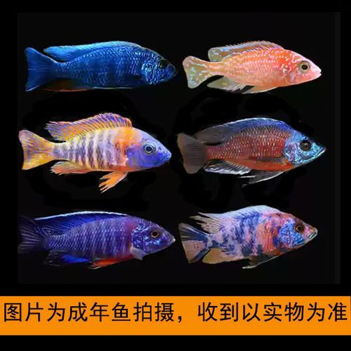 蓝斑马为什么害死一缸鱼_蓝斑马混养禁忌-第2张图片-山城妙识 蓝斑马为什么害死一缸鱼_蓝斑马混养禁忌-第2张图片-山城妙识