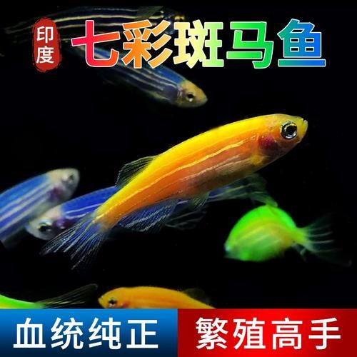 蓝斑马为什么害死一缸鱼_蓝斑马混养禁忌-第1张图片-山城妙识 蓝斑马为什么害死一缸鱼_蓝斑马混养禁忌-第1张图片-山城妙识