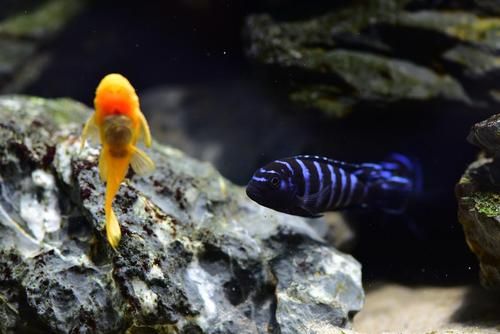 蓝斑马为什么害死一缸鱼_蓝斑马混养禁忌-第3张图片-山城妙识 蓝斑马为什么害死一缸鱼_蓝斑马混养禁忌-第3张图片-山城妙识