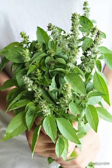 罗勒叶的功效与作用_罗勒叶怎么吃-第3张图片-山城妙识