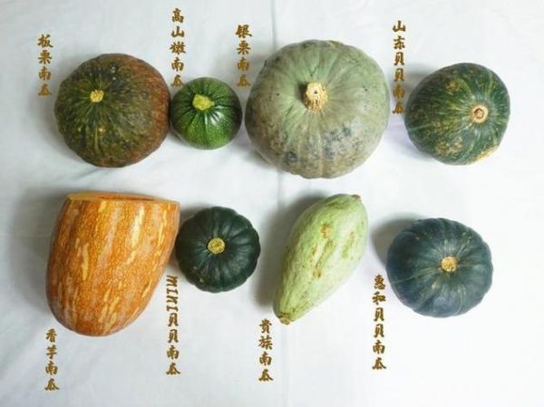 倭瓜是什么瓜_倭瓜和南瓜的区别-第1张图片-山城妙识 倭瓜是什么瓜_倭瓜和南瓜的区别-第1张图片-山城妙识