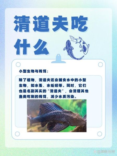 清道夫鱼可以吃吗_清道夫鱼怎么吃才安全-第2张图片-山城妙识