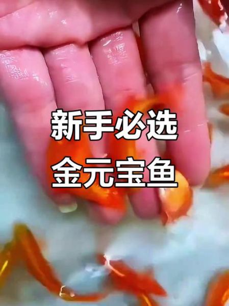 元宝鱼怎么养_元宝鱼能活多久-第2张图片-山城妙识