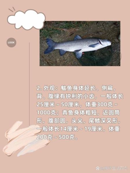 青鱼图片_鲭鱼区别是什么-第3张图片-山城妙识 青鱼图片_鲭鱼区别是什么-第3张图片-山城妙识