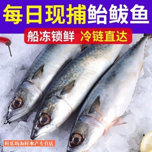 青鱼图片_鲭鱼区别是什么-第2张图片-山城妙识 青鱼图片_鲭鱼区别是什么-第2张图片-山城妙识