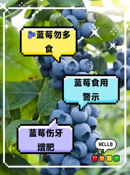 蓝莓吃多了有什么危害_一天吃多少颗才安全-第1张图片-山城妙识 蓝莓吃多了有什么危害_一天吃多少颗才安全-第1张图片-山城妙识