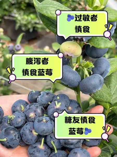 蓝莓吃多了有什么危害_一天吃多少颗才安全-第3张图片-山城妙识 蓝莓吃多了有什么危害_一天吃多少颗才安全-第3张图片-山城妙识