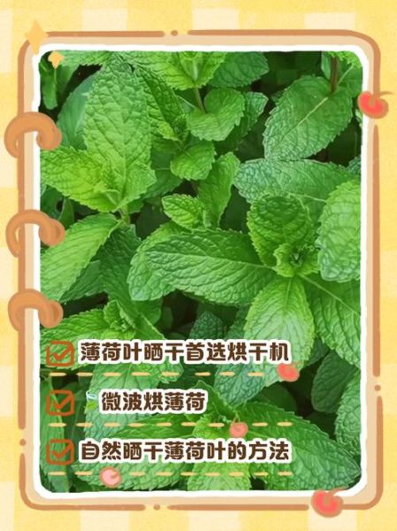 薄荷叶怎么晒干_薄荷叶晒干需要多久-第3张图片-山城妙识