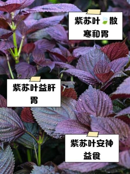 紫苏叶的功效与作用_紫苏叶的食用方法-第1张图片-山城妙识