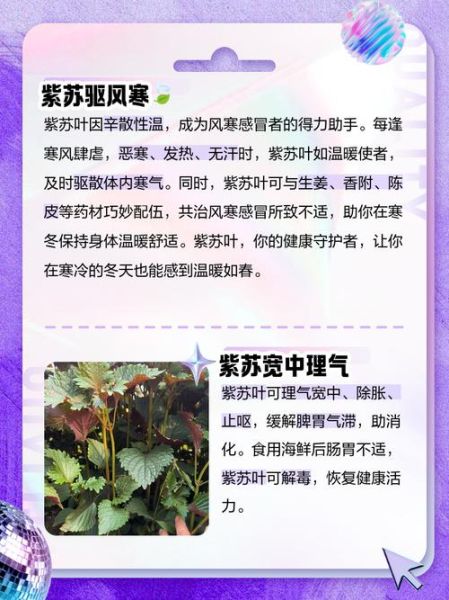 紫苏叶的功效与作用_紫苏叶的食用方法-第3张图片-山城妙识