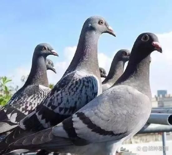 肉鸽养殖成本与利润_肉鸽养殖赚钱吗-第2张图片-山城妙识