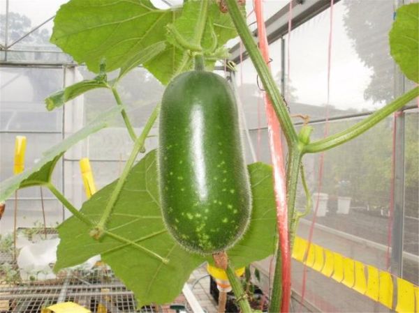 节瓜有哪些品种_节瓜图片大全怎么识别-第2张图片-山城妙识