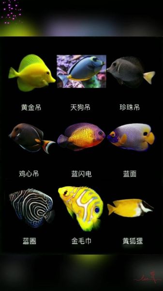 海水鱼图鉴大全_如何挑选健康海水观赏鱼-第3张图片-山城妙识