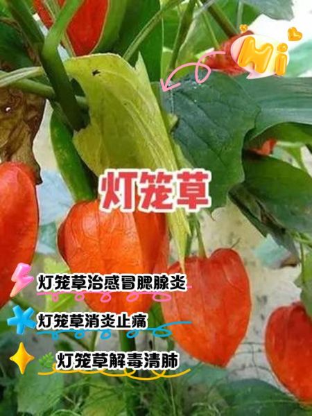 灯笼草的功效与禁忌_哪些人不能吃灯笼草-第3张图片-山城妙识