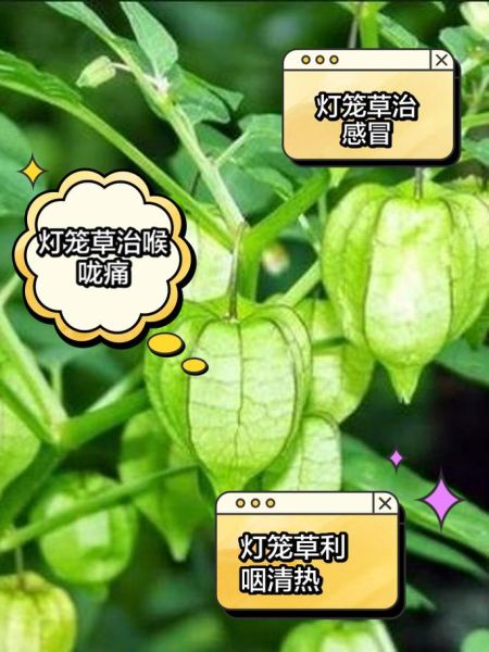 灯笼草的功效与禁忌_哪些人不能吃灯笼草-第1张图片-山城妙识
