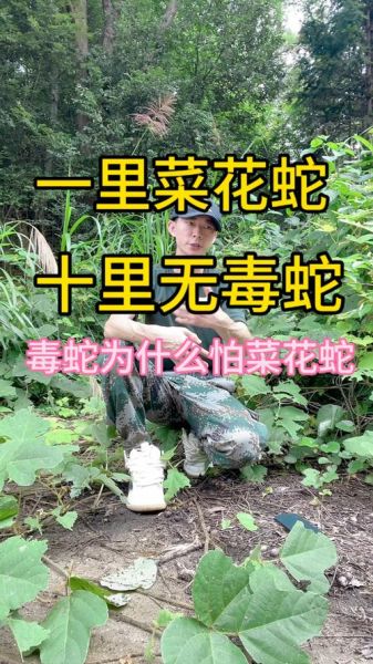 菜花蛇能吃吗_菜花蛇有毒吗-第1张图片-山城妙识