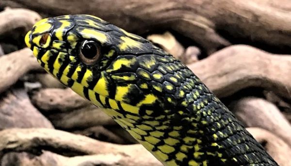 菜花蛇能吃吗_菜花蛇有毒吗-第3张图片-山城妙识