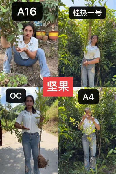 夏威夷果种植条件_夏威夷果几年结果-第3张图片-山城妙识