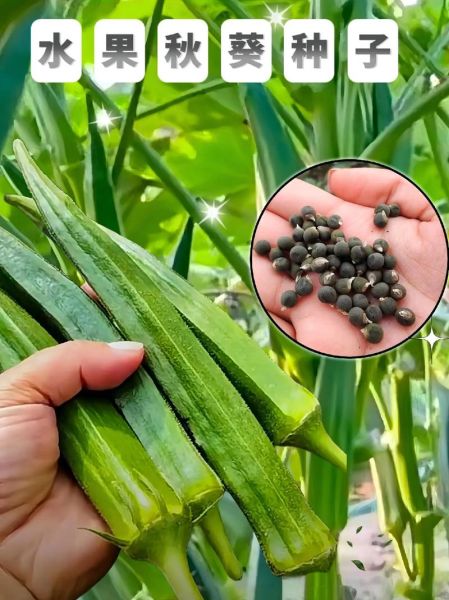 秋葵价格多少钱一斤_秋葵什么时候最便宜-第1张图片-山城妙识 秋葵价格多少钱一斤_秋葵什么时候最便宜-第1张图片-山城妙识