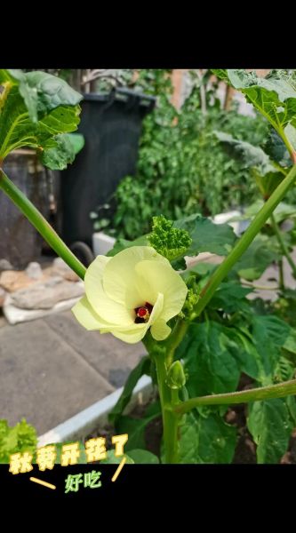 秋葵价格多少钱一斤_秋葵什么时候最便宜-第3张图片-山城妙识 秋葵价格多少钱一斤_秋葵什么时候最便宜-第3张图片-山城妙识