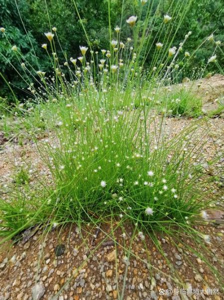 谷精草长什么样_谷精草图片怎么辨认-第2张图片-山城妙识