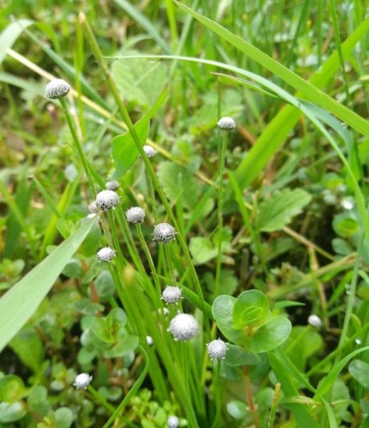 谷精草长什么样_谷精草图片怎么辨认-第3张图片-山城妙识