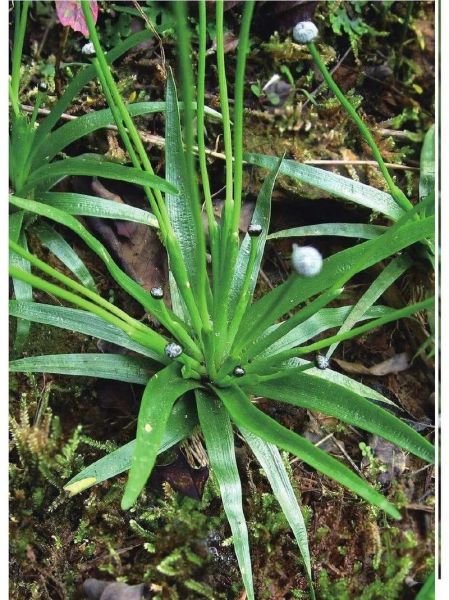 谷精草长什么样_谷精草图片怎么辨认-第1张图片-山城妙识