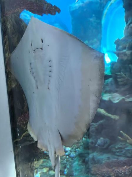 魔鬼鱼正面长什么样_魔鬼鱼正面图片特征解析-第1张图片-山城妙识 魔鬼鱼正面长什么样_魔鬼鱼正面图片特征解析-第1张图片-山城妙识