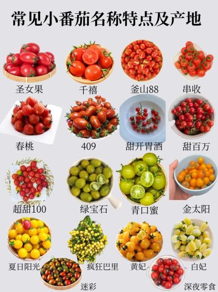 圣女果和小番茄的区别_哪个更好吃-第3张图片-山城妙识
