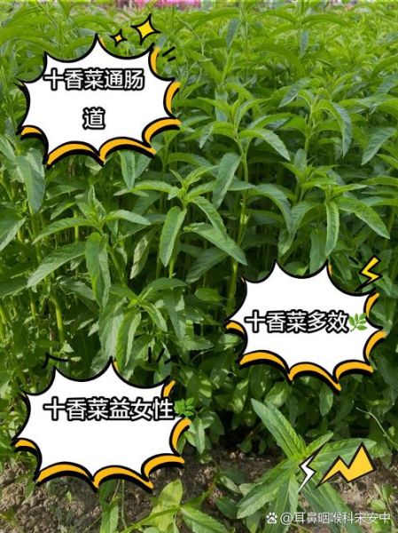 十香菜怎么种植_十香菜种植方法和时间-第1张图片-山城妙识