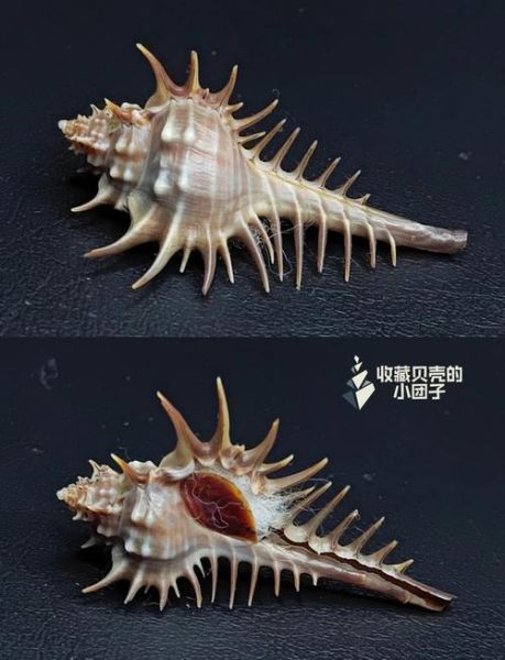 四大名螺有哪些_四大名螺收藏价值排名-第2张图片-山城妙识