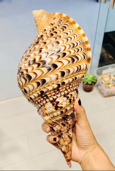 四大名螺有哪些_四大名螺收藏价值排名-第1张图片-山城妙识