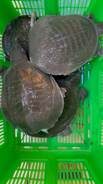 甲鱼多少钱一斤_甲鱼价格行情-第3张图片-山城妙识