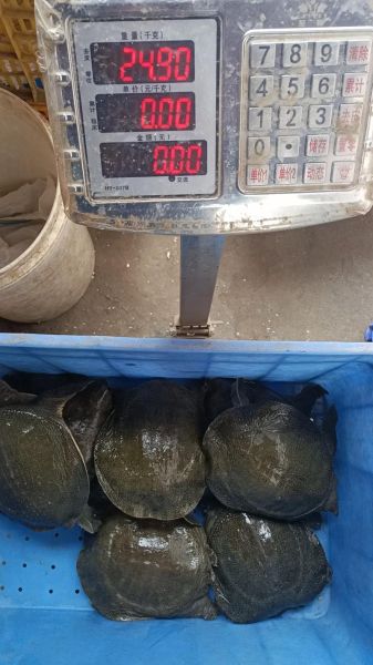 甲鱼多少钱一斤_甲鱼价格行情-第2张图片-山城妙识