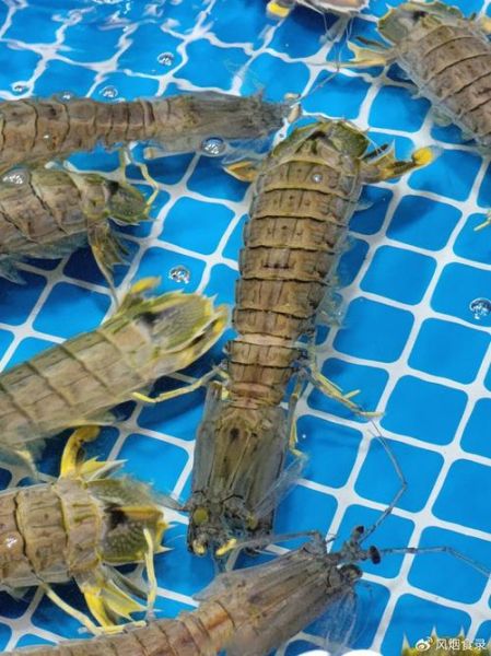 虾蛄和皮皮虾有什么区别_哪个更好吃-第1张图片-山城妙识 虾蛄和皮皮虾有什么区别_哪个更好吃-第1张图片-山城妙识