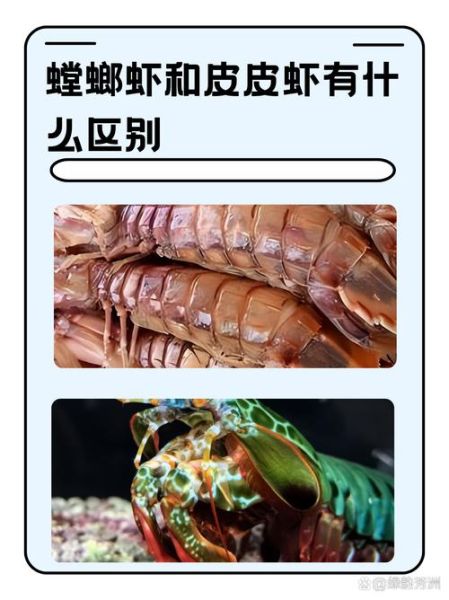 虾蛄和皮皮虾有什么区别_哪个更好吃-第2张图片-山城妙识 虾蛄和皮皮虾有什么区别_哪个更好吃-第2张图片-山城妙识