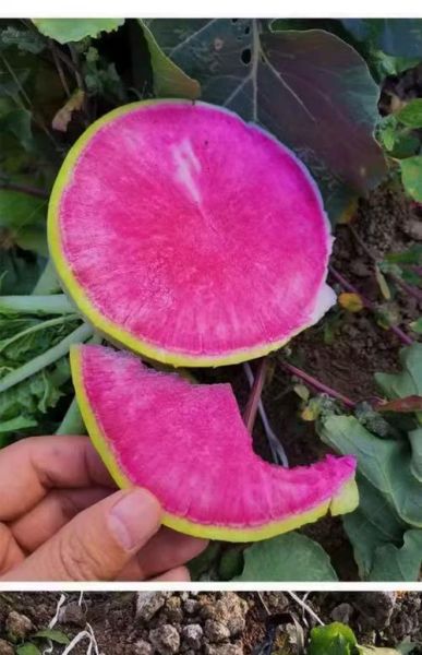 心里美萝卜什么时候播种_心里美萝卜怎么种才甜-第3张图片-山城妙识 心里美萝卜什么时候播种_心里美萝卜怎么种才甜-第3张图片-山城妙识