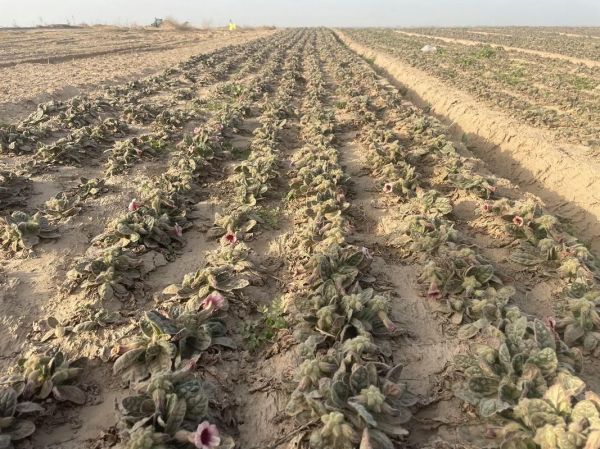 野生地黄的功效与作用_适合哪些人群-第1张图片-山城妙识 野生地黄的功效与作用_适合哪些人群-第1张图片-山城妙识