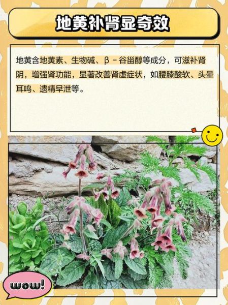 野生地黄的功效与作用_适合哪些人群-第3张图片-山城妙识 野生地黄的功效与作用_适合哪些人群-第3张图片-山城妙识