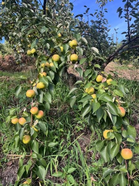 南果梨产地在哪里_南果梨怎么保存-第1张图片-山城妙识