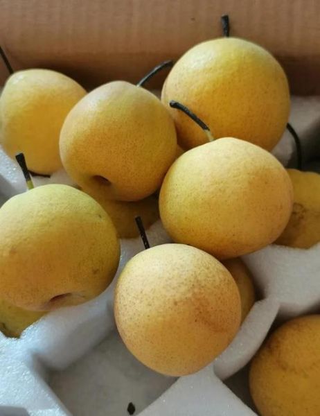 南果梨产地在哪里_南果梨怎么保存-第3张图片-山城妙识